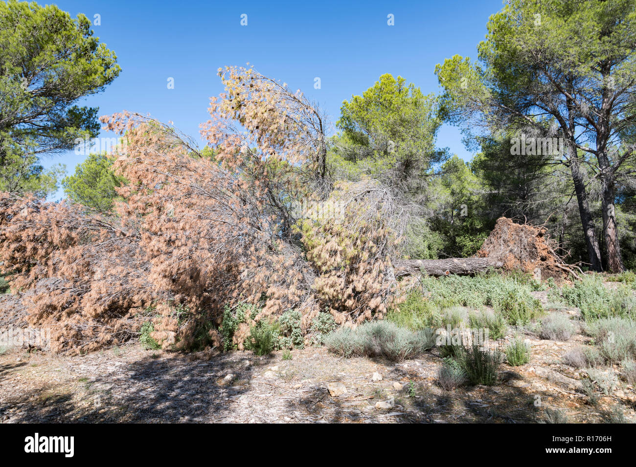 Uprooted pine tree hi-res stock photography and images - Alamy