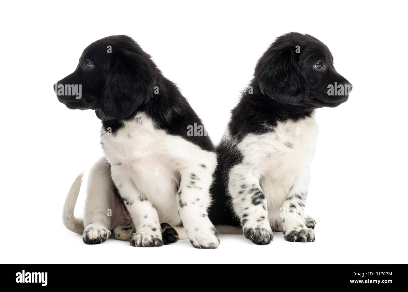 Ignoring pet hi-res stock photography and images - Alamy