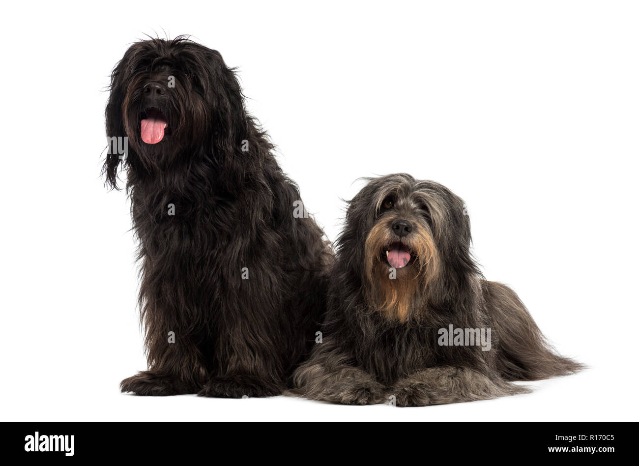 Does The Catalan Sheepdog Like To Swim
