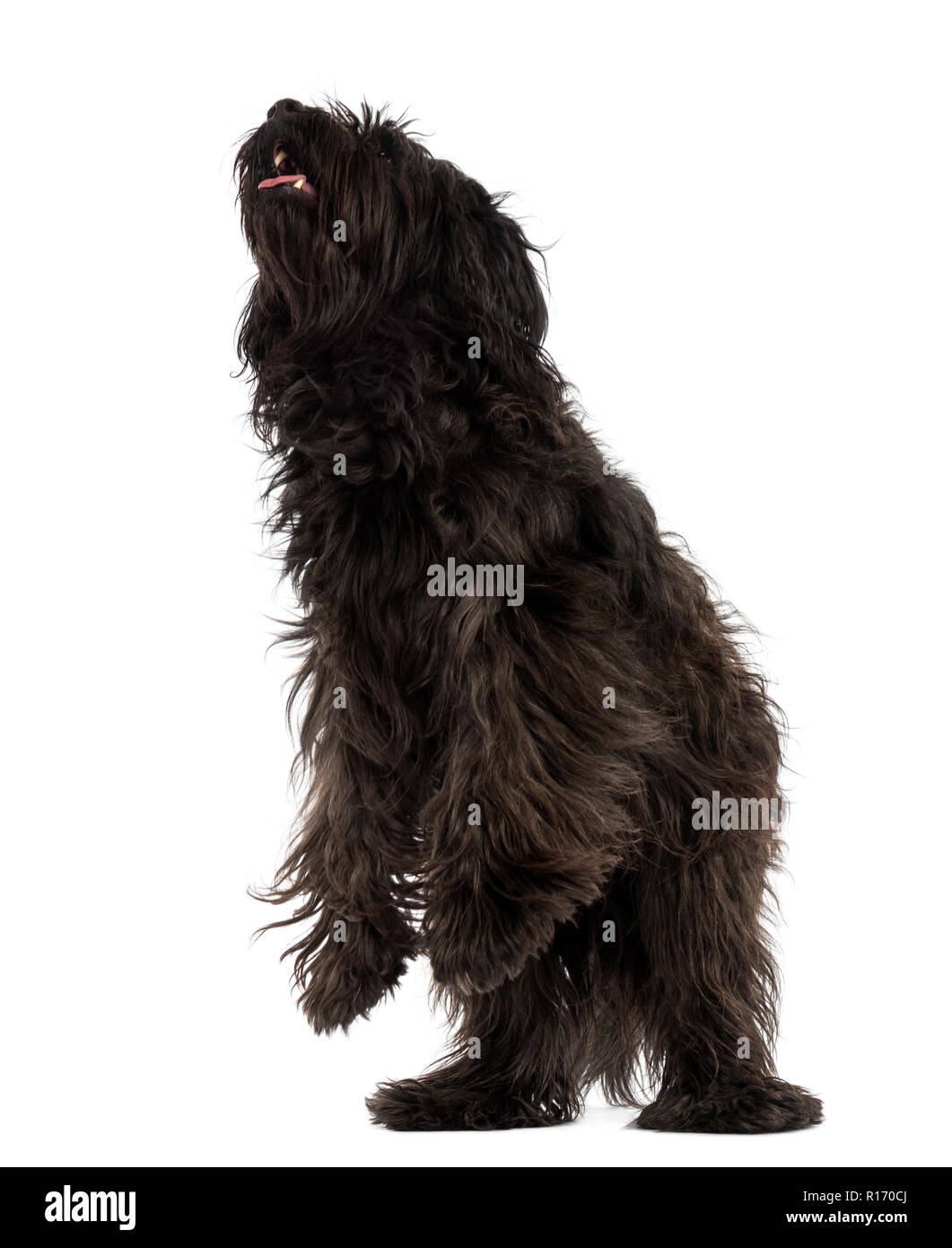 White Catalan Sheepdog