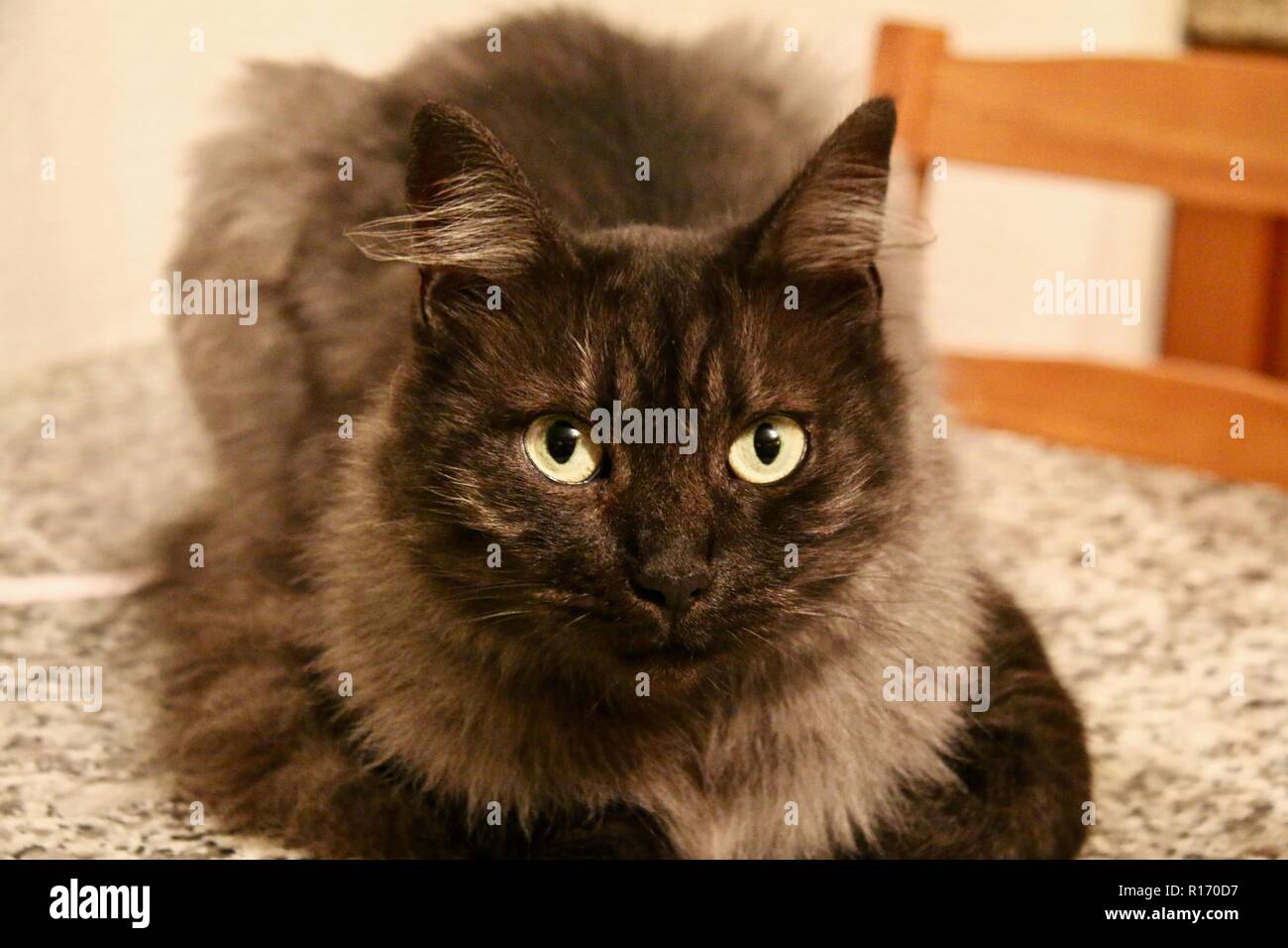 Long haired cats hi-res stock photography and images - Alamy