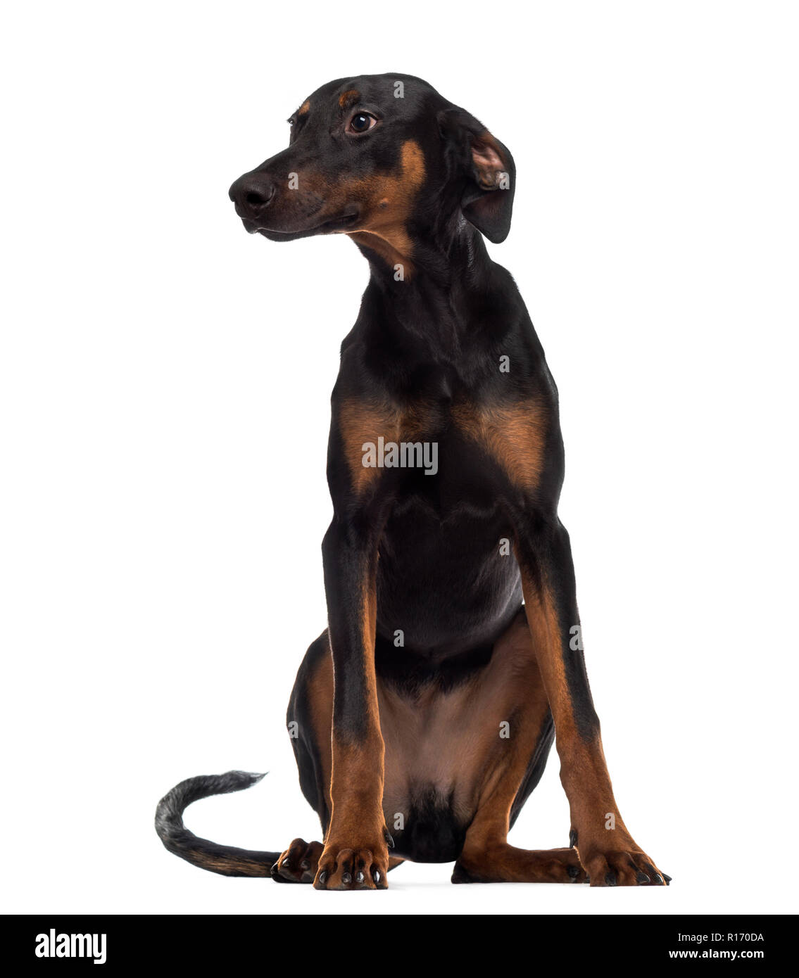 Doberman Pinscher puppy sitting and looking away Stock Photo - Alamy
