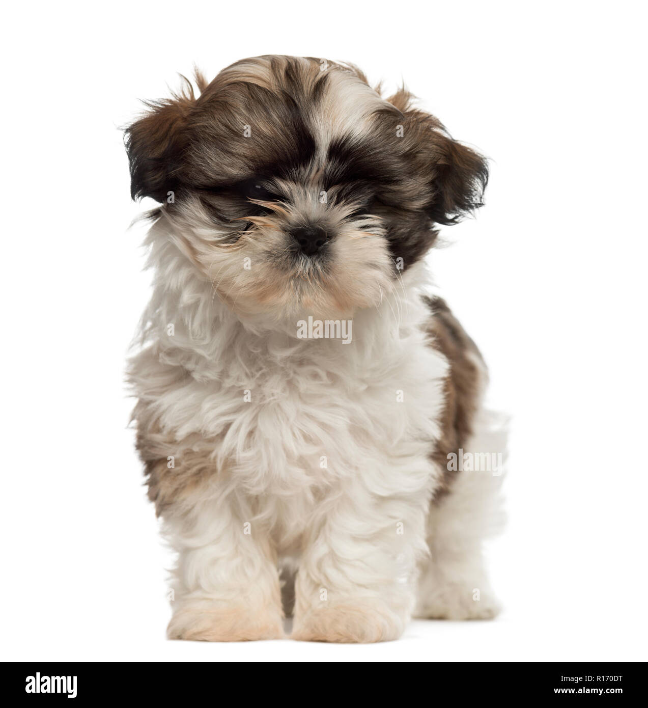 Shih Tzu puppy standing and looking at the camera Stock Photo - Alamy