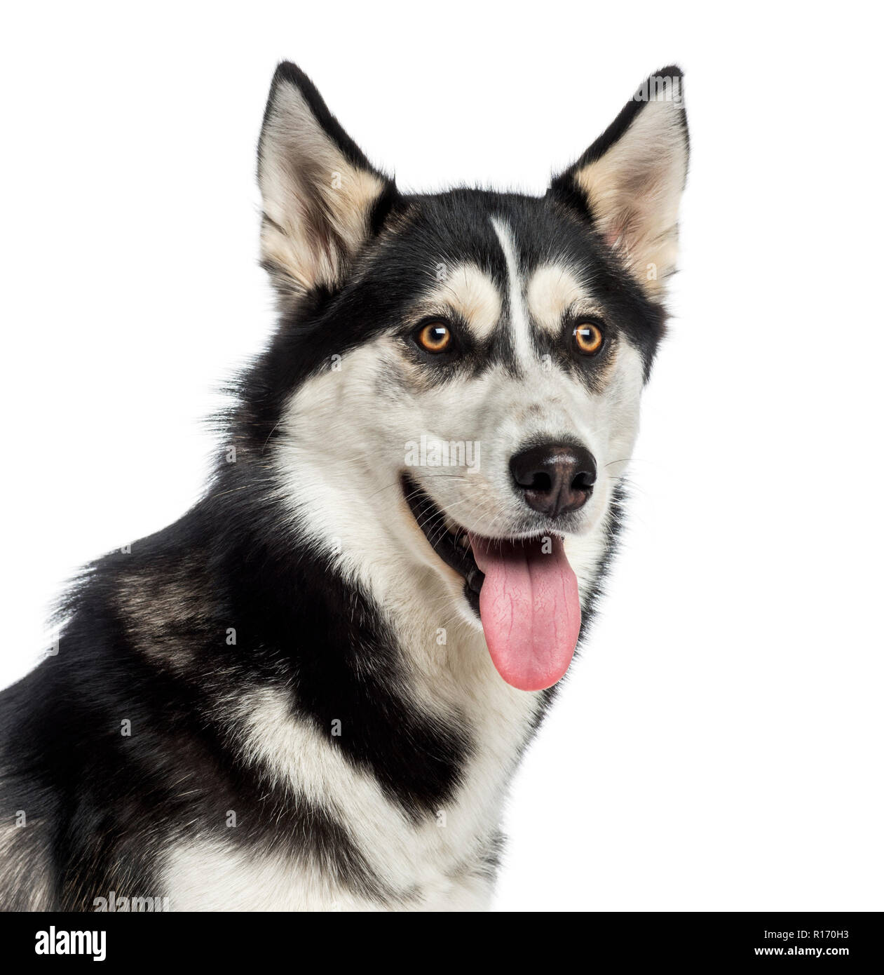 Headshot of a Siberian Husky Stock Photo - Alamy