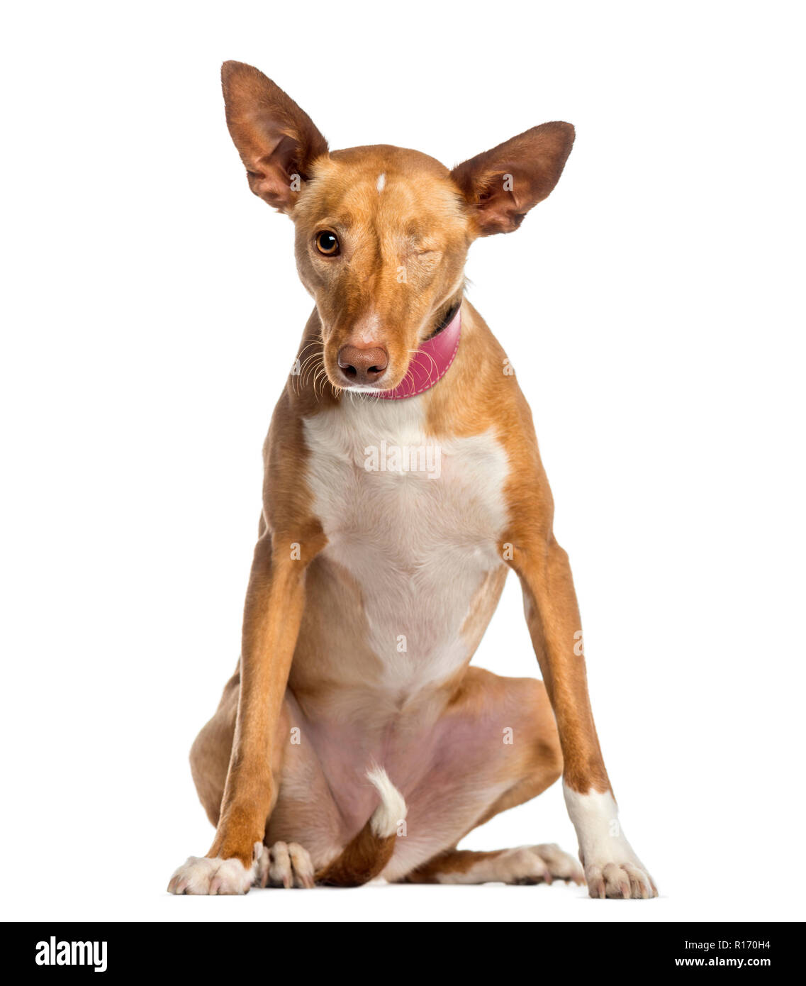 One years Cut Out Stock Images & Pictures - Alamy