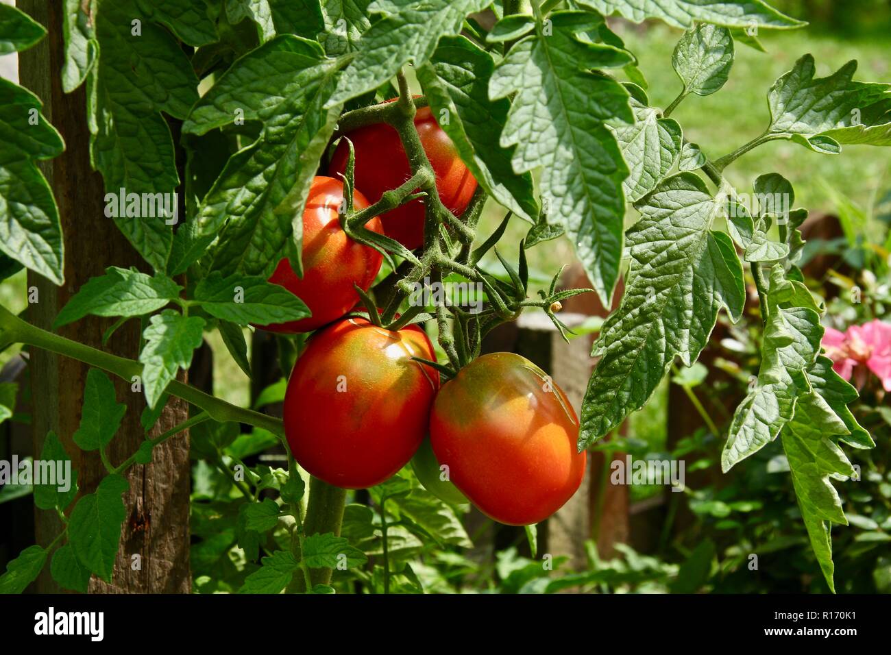 Bistra hi-res stock photography and images - Alamy