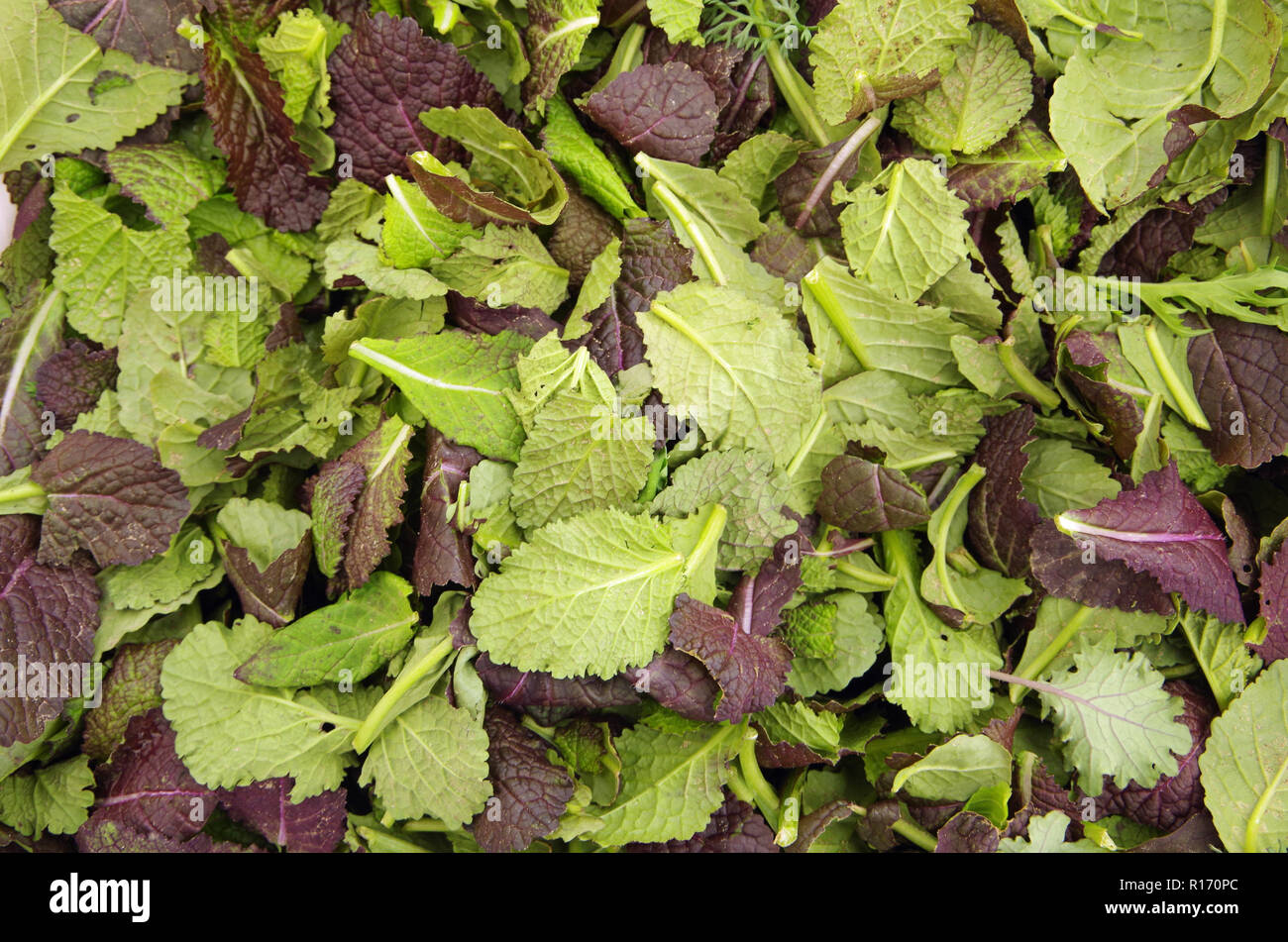 Fresh mustard leaves hi-res stock photography and images - Alamy