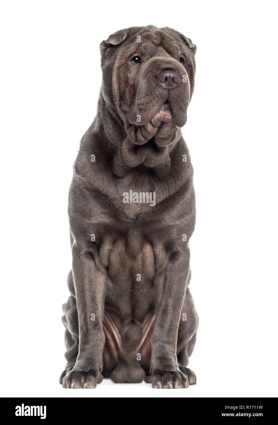 Shar pei sitting hi-res stock photography and images - Alamy