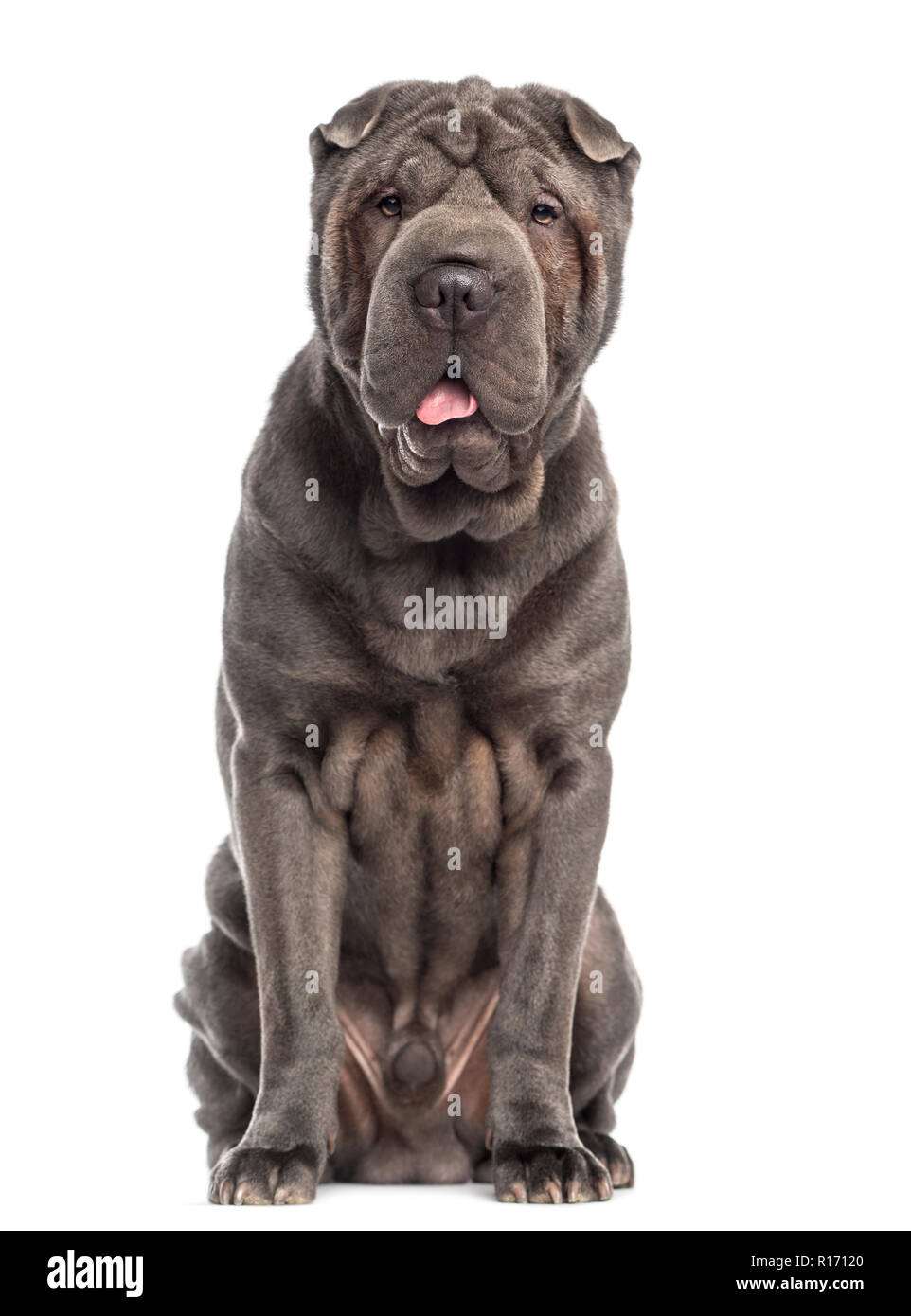 Shar pei sitting hi-res stock photography and images - Alamy