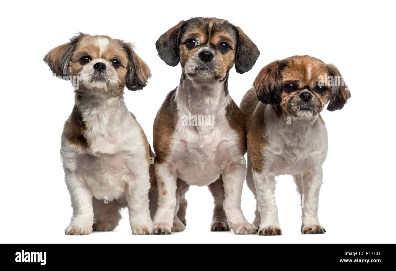 Shih tzu dog standing up hi-res stock photography and images - Alamy