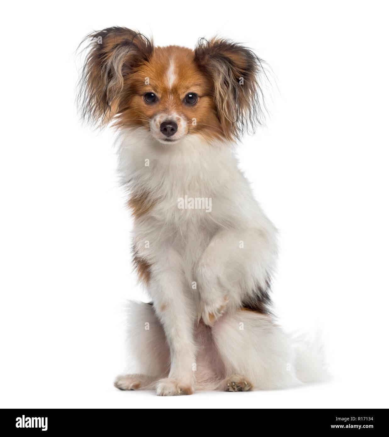 Continental Toy Spaniel sitting (8 months old Stock Photo - Alamy