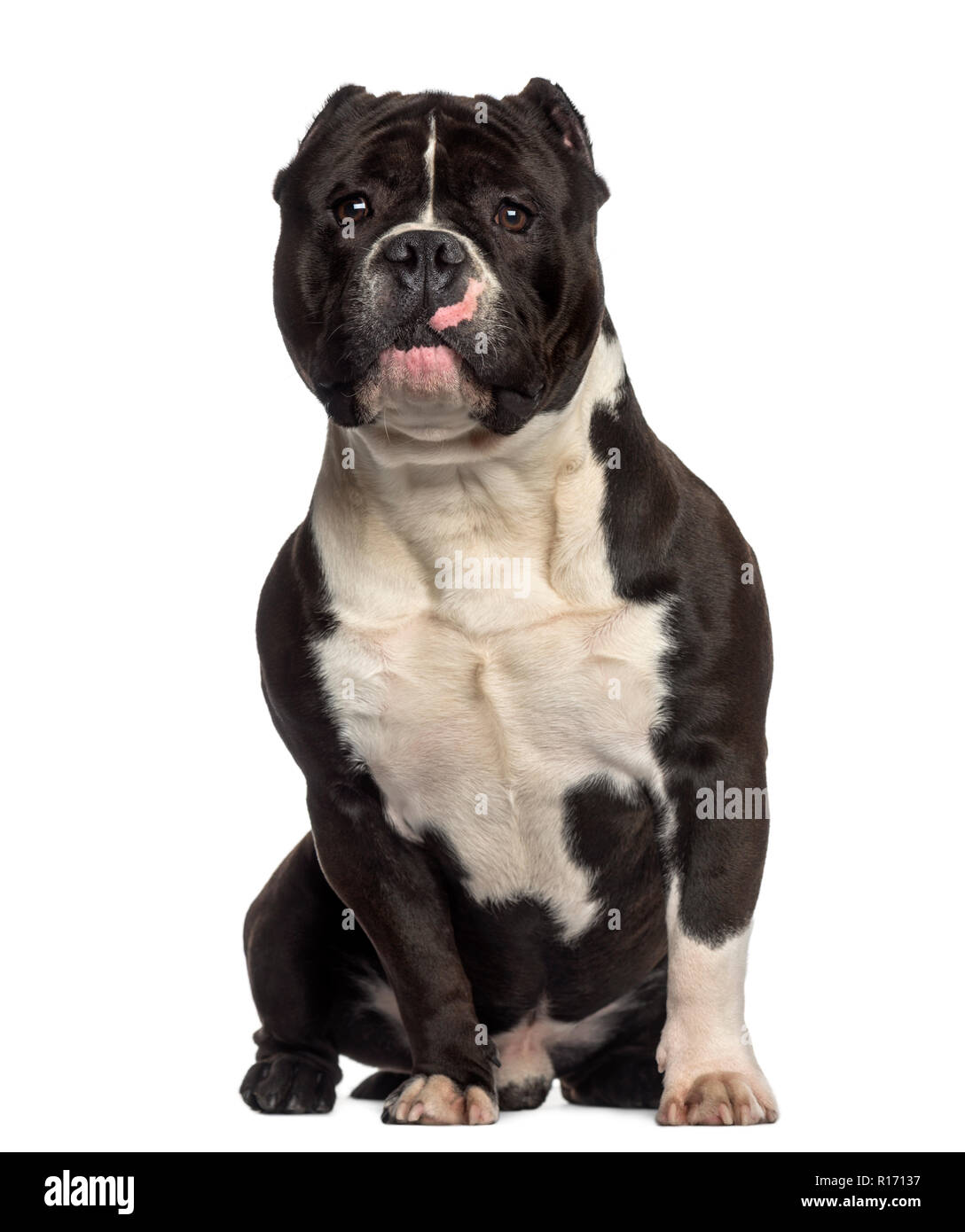 American bully hi-res stock photography and images - Alamy