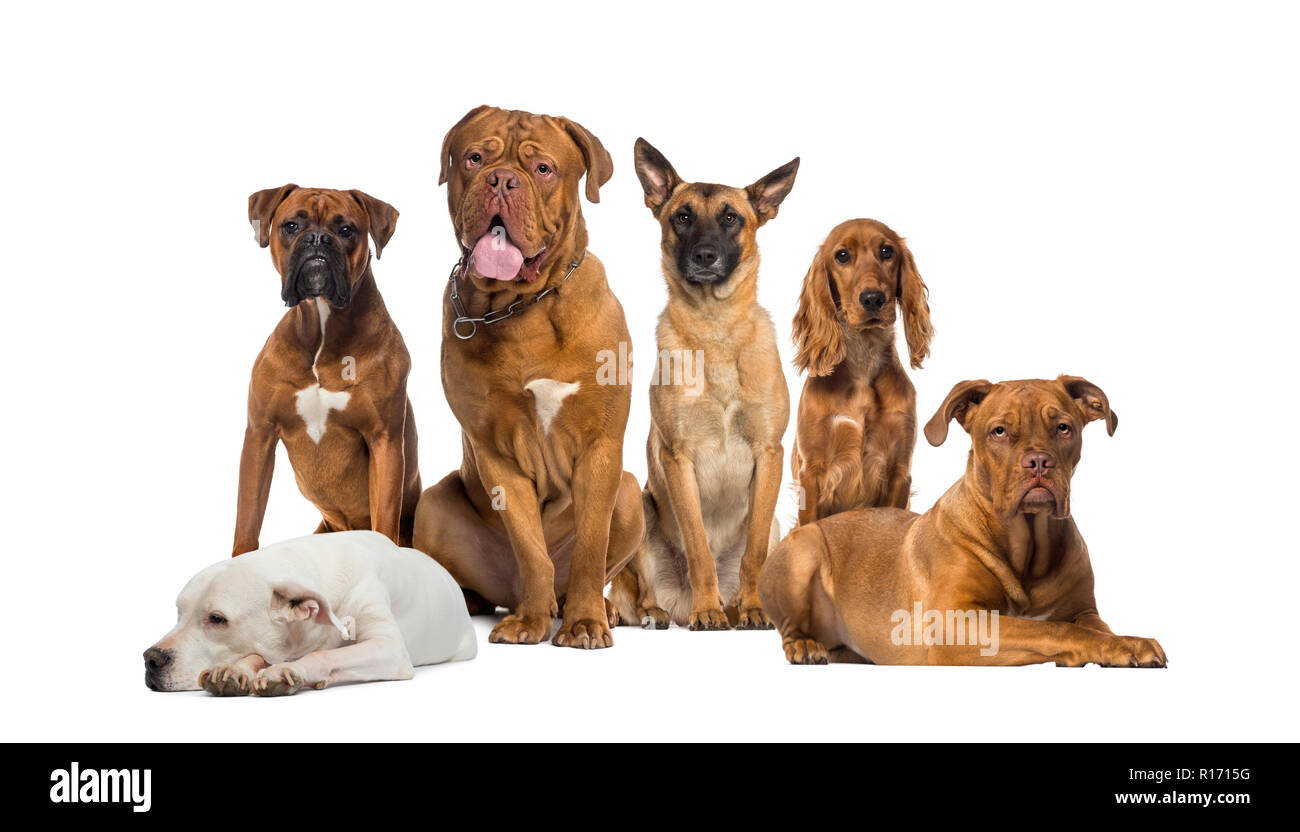 Group of dogs Stock Photo - Alamy
