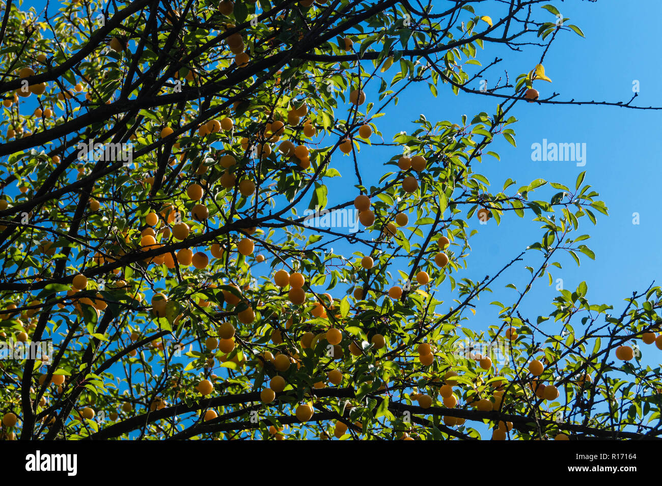 Plant prunus fruit mirabelle prunus domestica hi-res stock photography ...