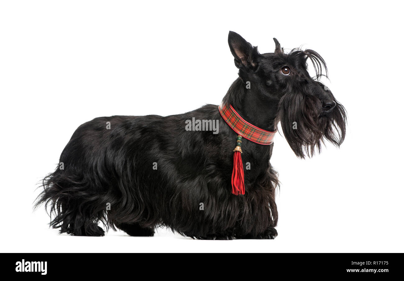Scottish terrier Cut Out Stock Images & Pictures - Alamy