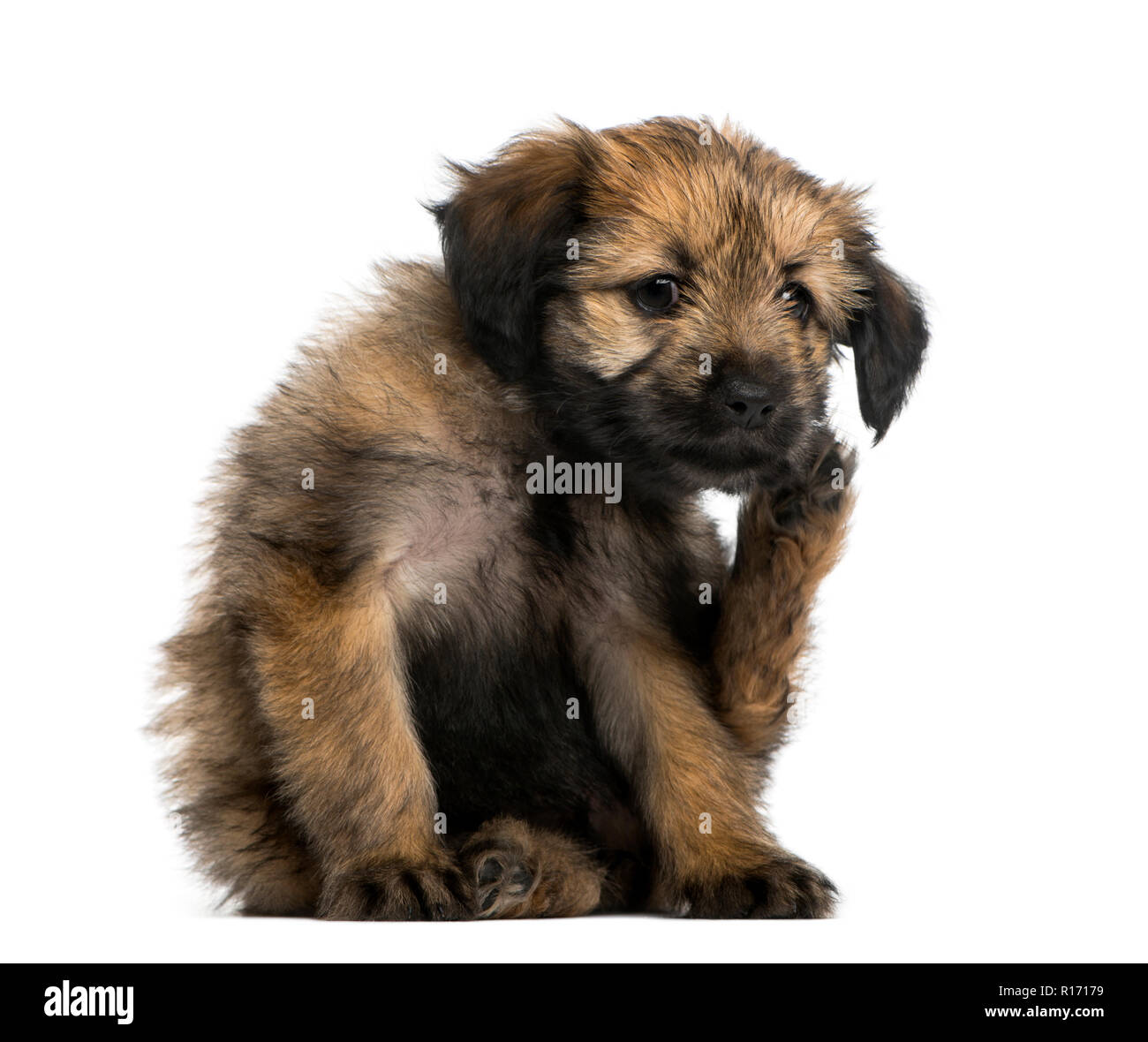 Dog Scratching On White High Resolution Stock Photography and Images ...
