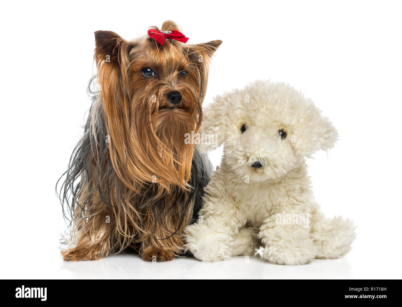 Yorkshire Terrier close to a teddy bear (2.5 years old Stock Photo - Alamy