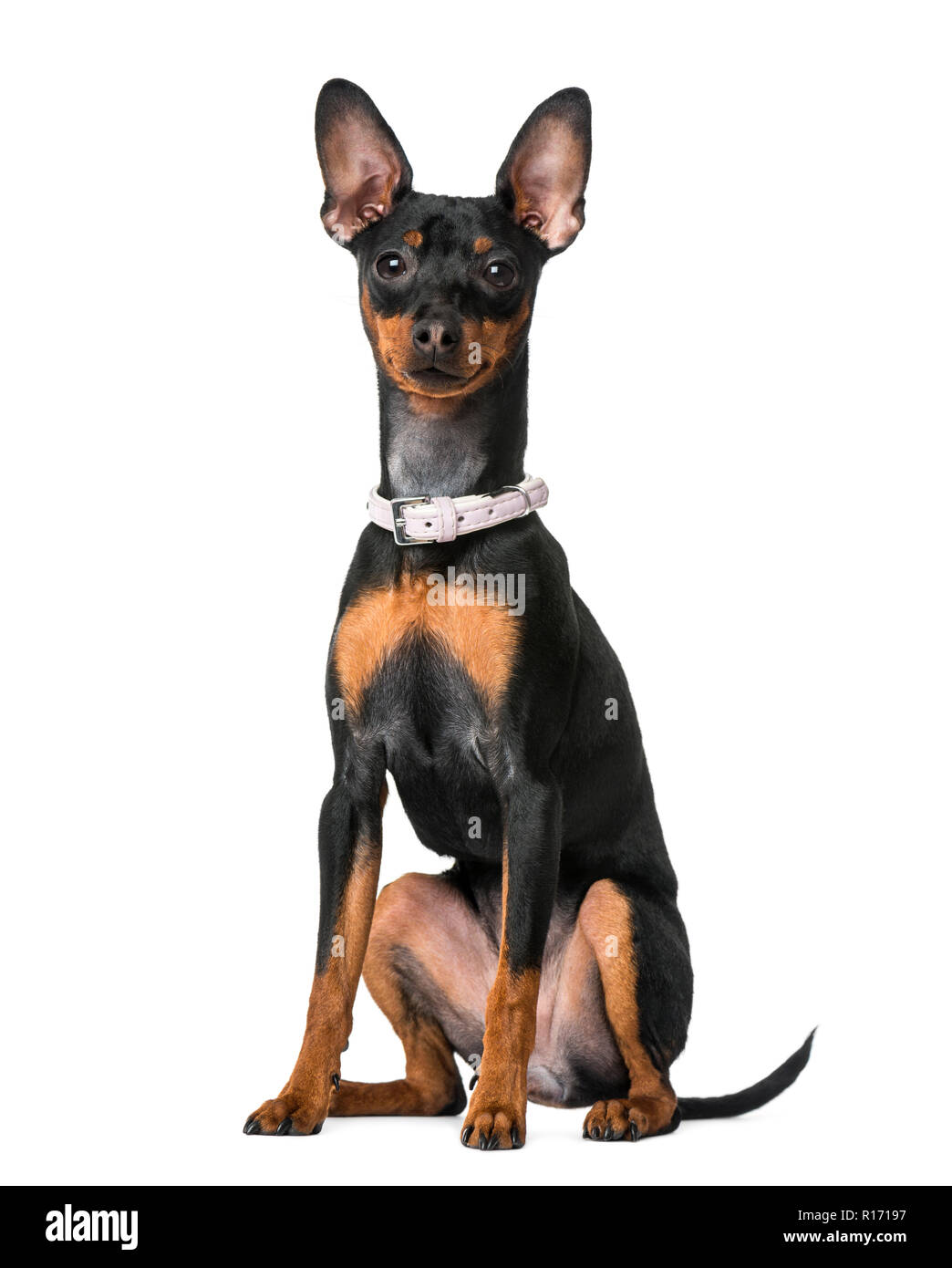 7 months old Cut Out Stock Images & Pictures - Alamy