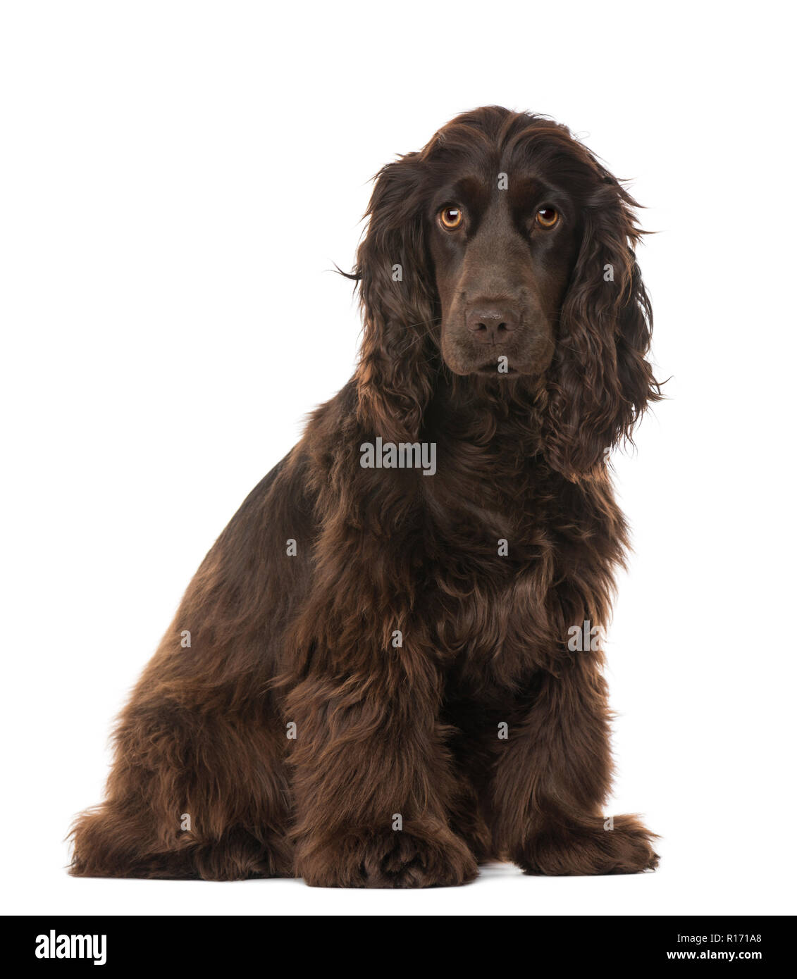 Studio shot english cocker Cut Out Stock Images & Pictures - Alamy