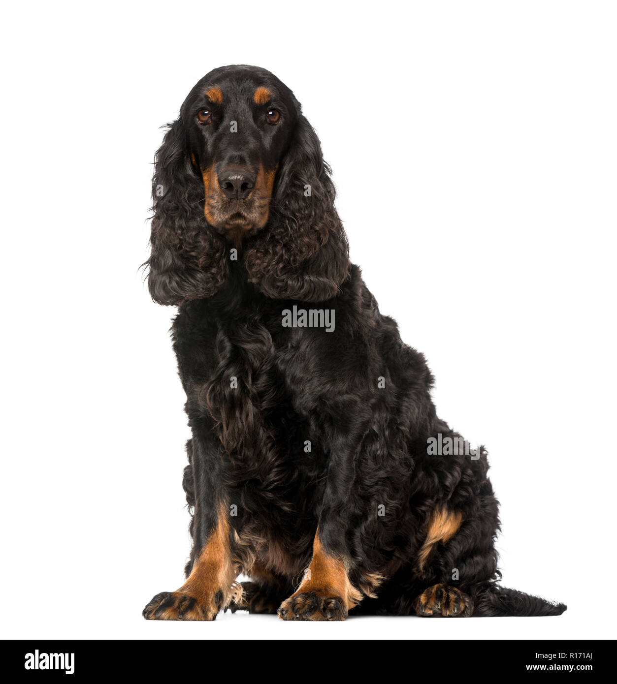 English Cocker Spaniel (4 years old Stock Photo - Alamy