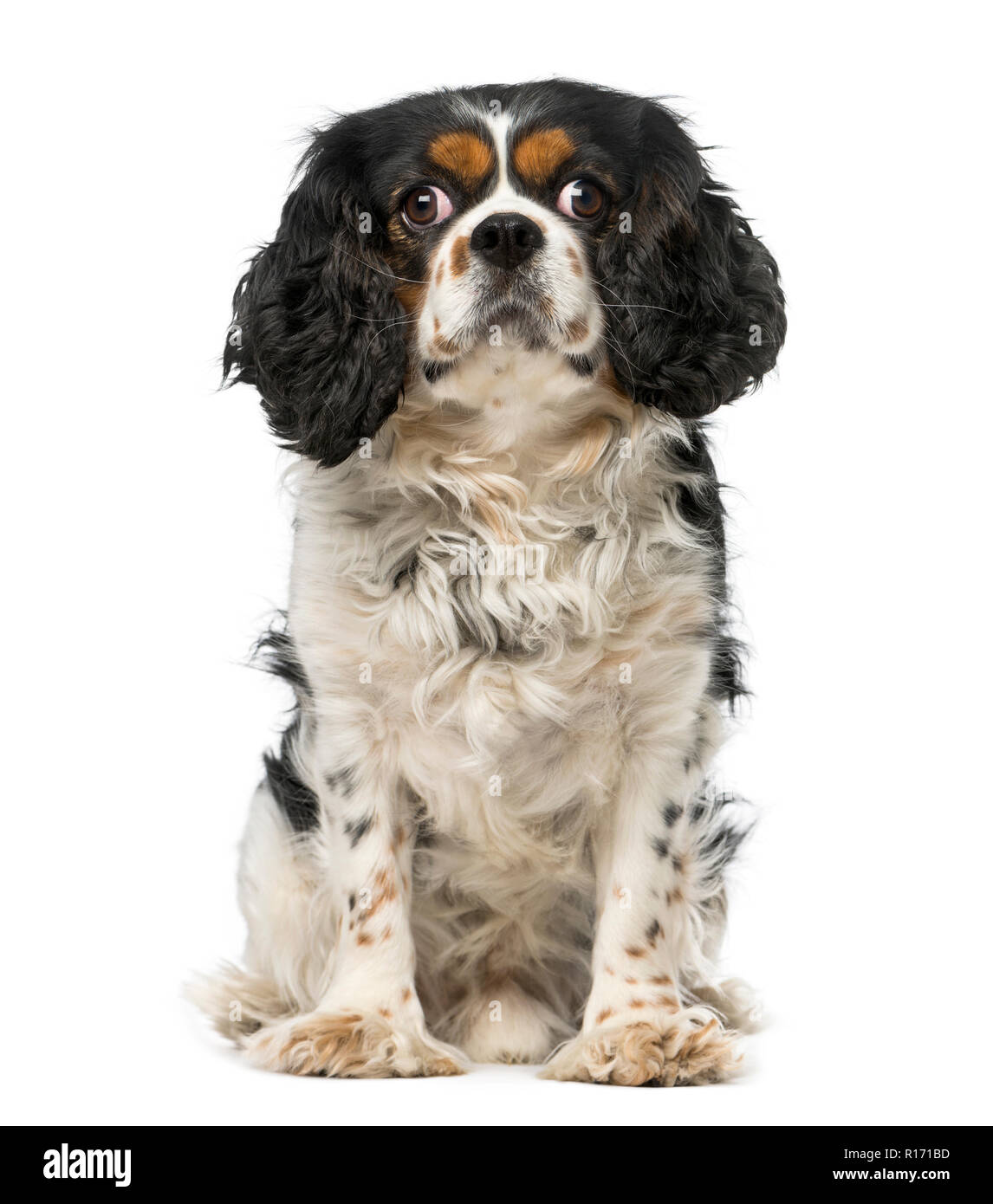 Studio shot cavalier king Cut Out Stock Images & Pictures - Alamy