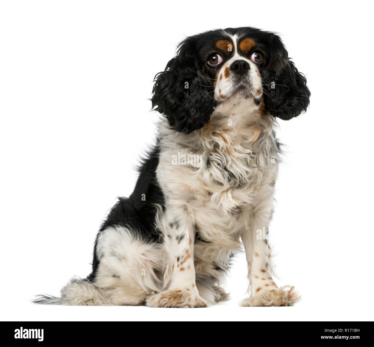 Studio shot cavalier king Cut Out Stock Images & Pictures - Alamy