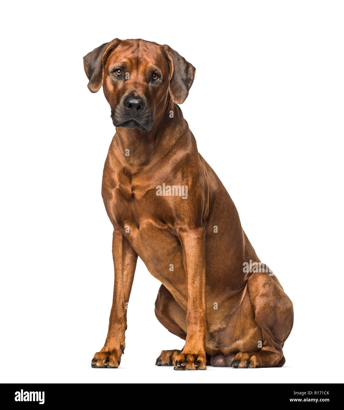 Rhodesian Ridgeback (3 years old Stock Photo - Alamy