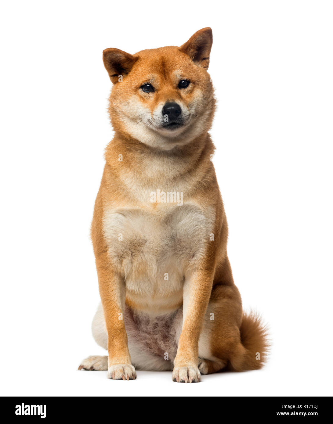 Shiba Inu (2 years old Stock Photo - Alamy