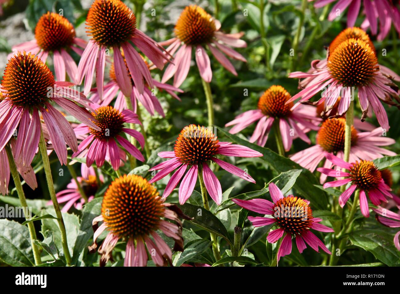 A patch of pink coneflower, echinacea flowers in the early morning ...