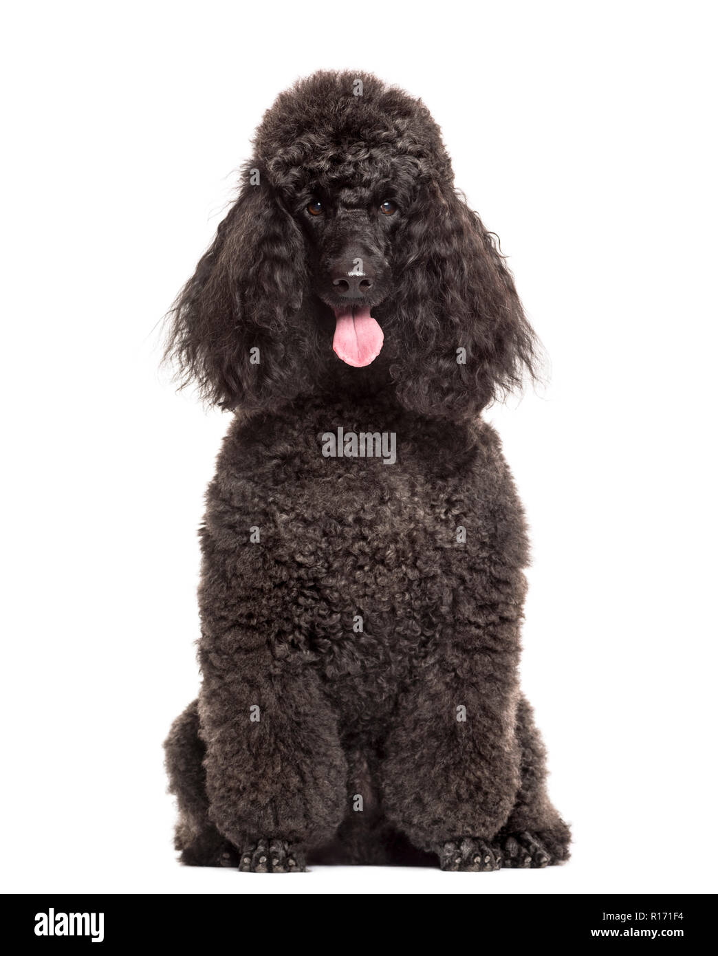 Poodle sitting in front of a white background Stock Photo - Alamy