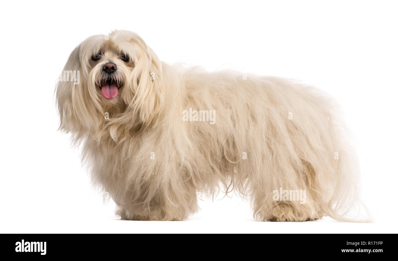 Maltese profile side hi-res stock photography and images - Alamy