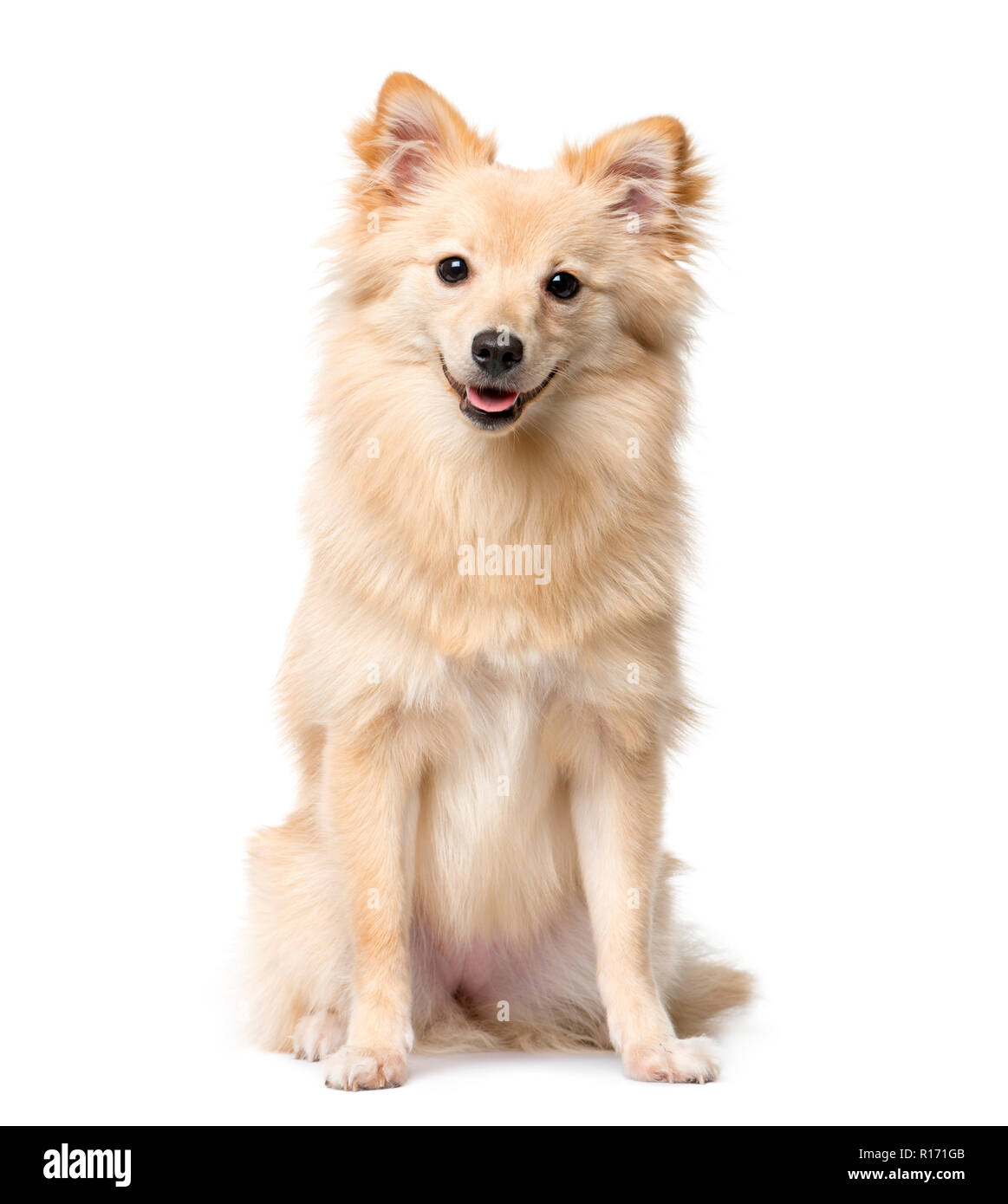 German Spitz sitting in front of a white background Stock Photo - Alamy