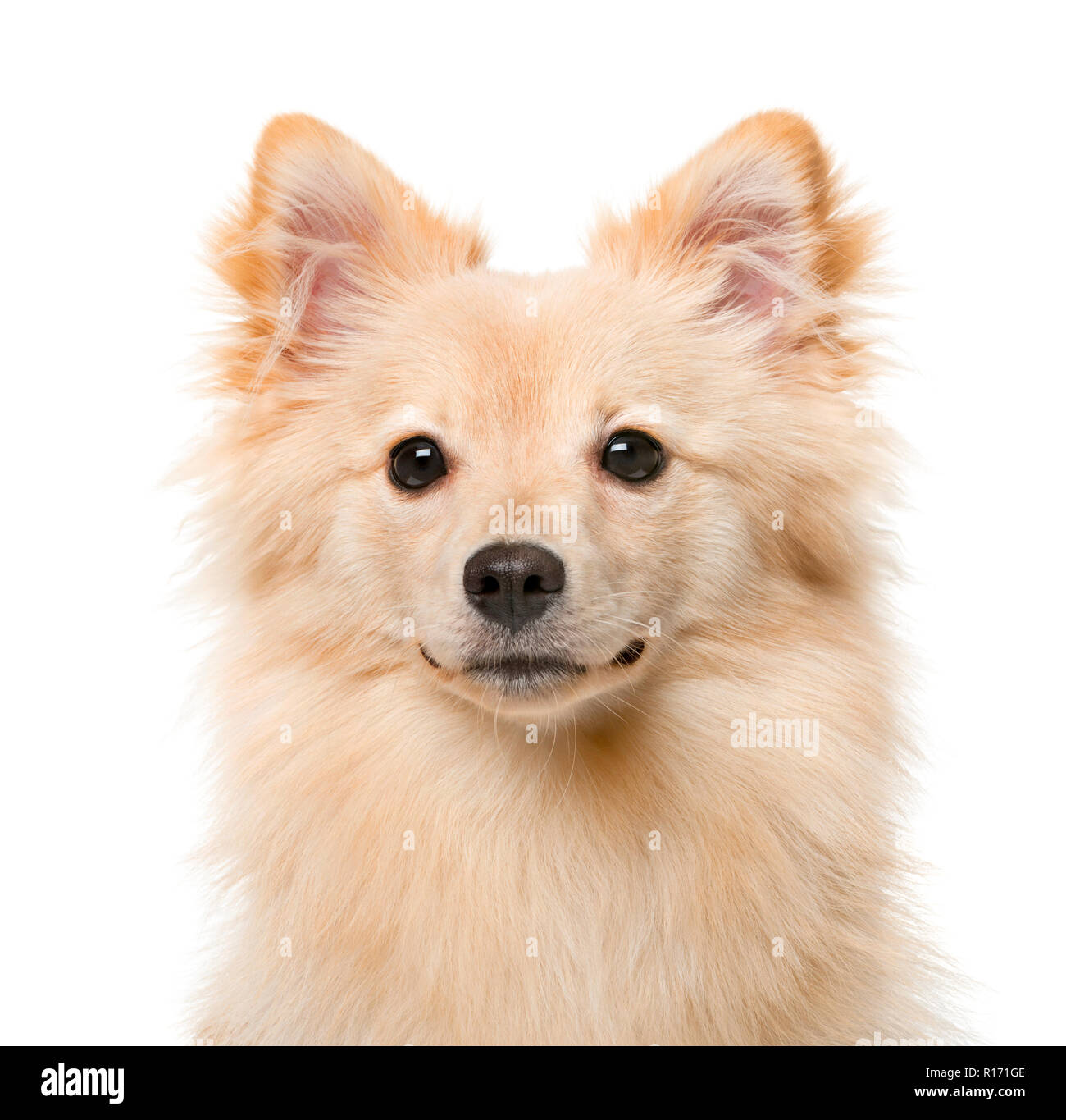 German Spitz (7 months old) in front of a white background Stock Photo ...