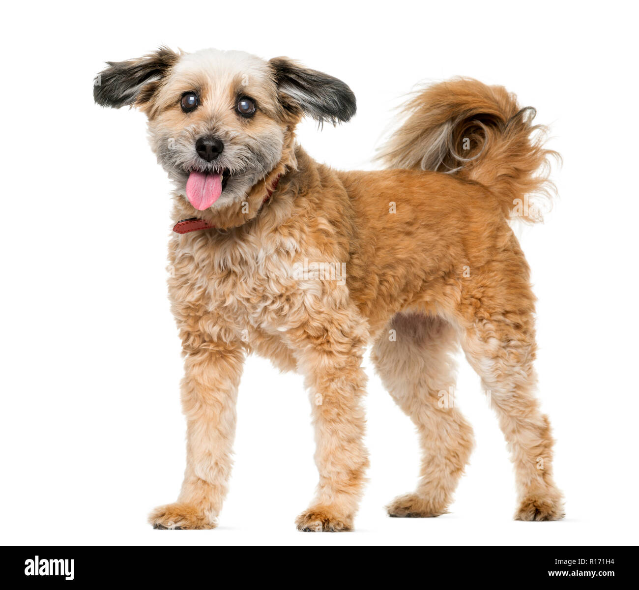 Crossbreed dog standing in front of a white background Stock Photo - Alamy