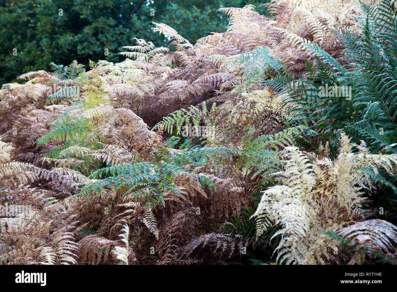 Forest Scenes, Delamere, UK Stock Photo - Alamy