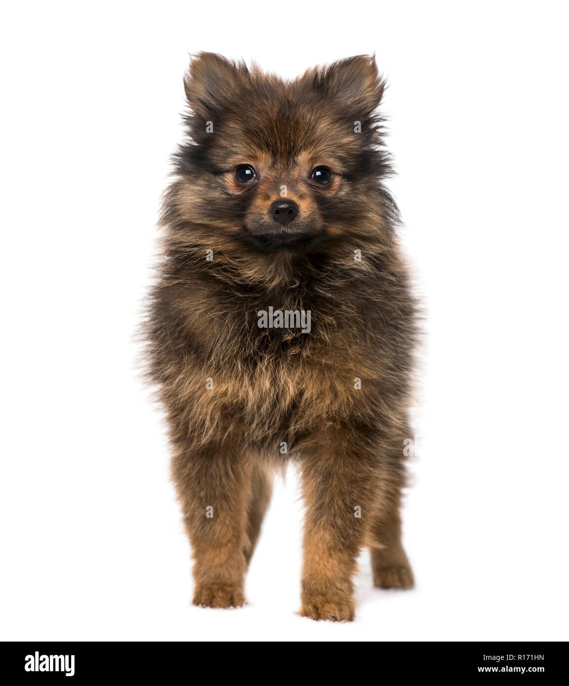 German spitz pup hi-res stock photography and images - Alamy