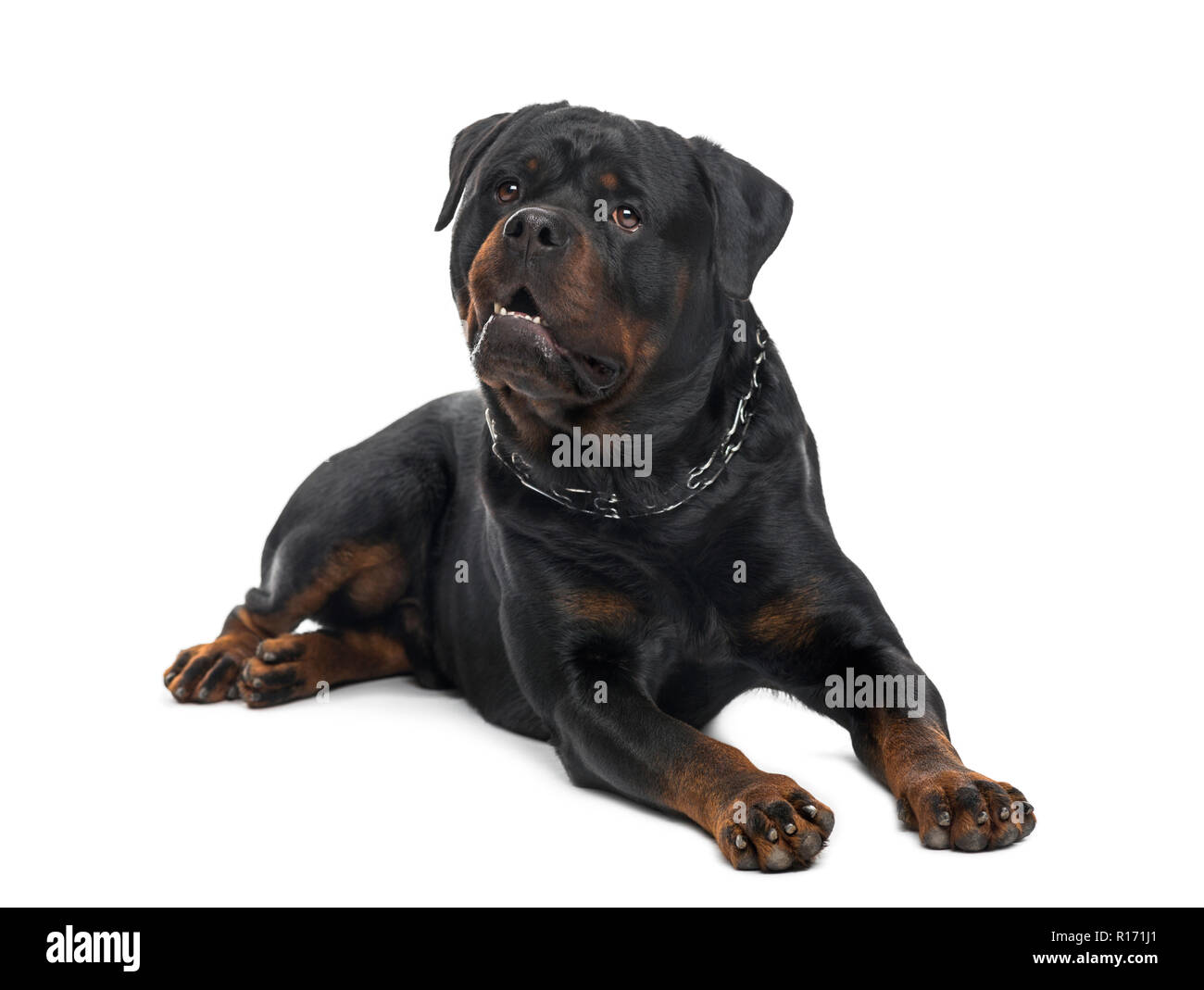 Rottweiler (3 years old Stock Photo - Alamy