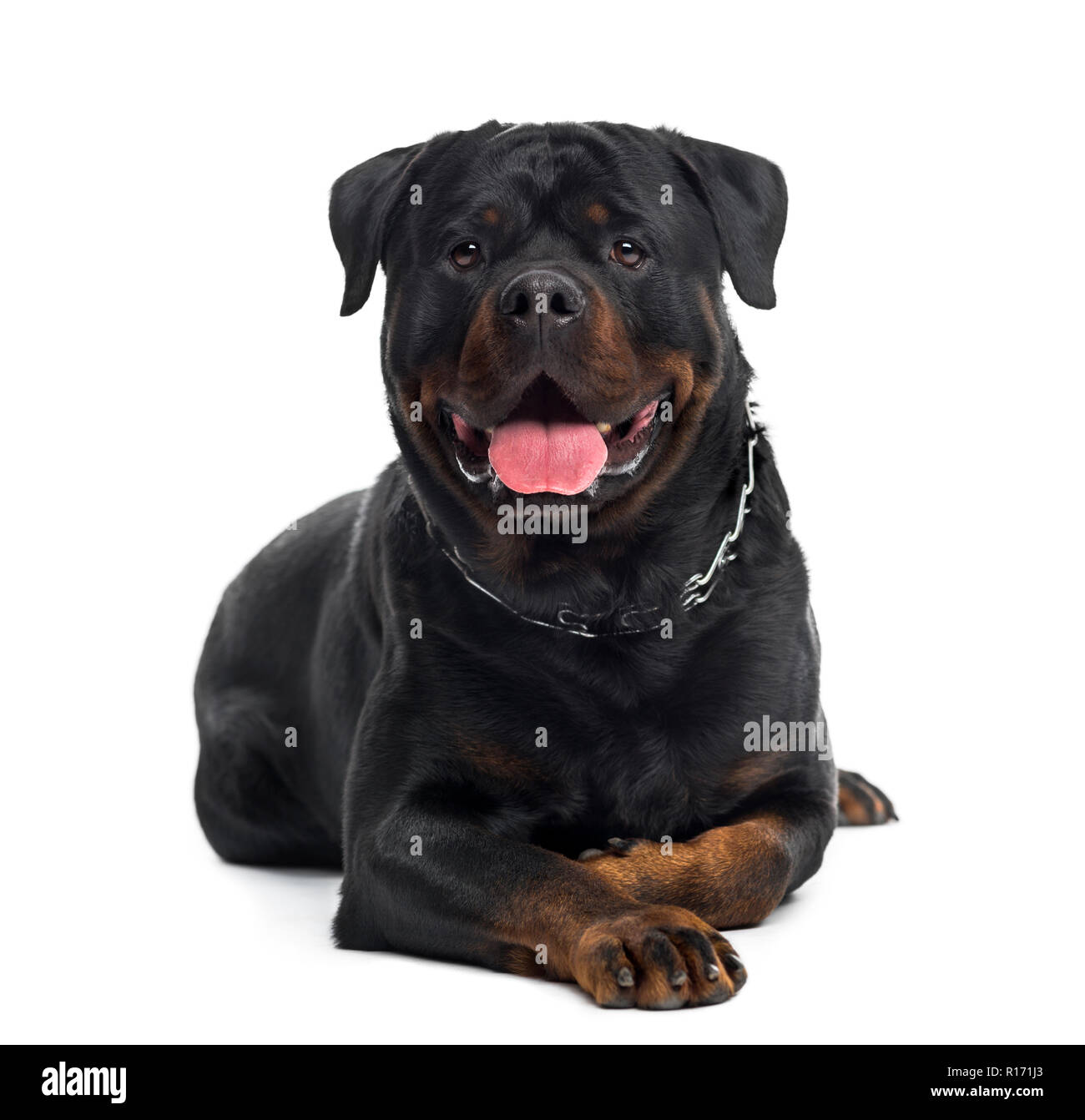Rottweiler (3 years old Stock Photo - Alamy