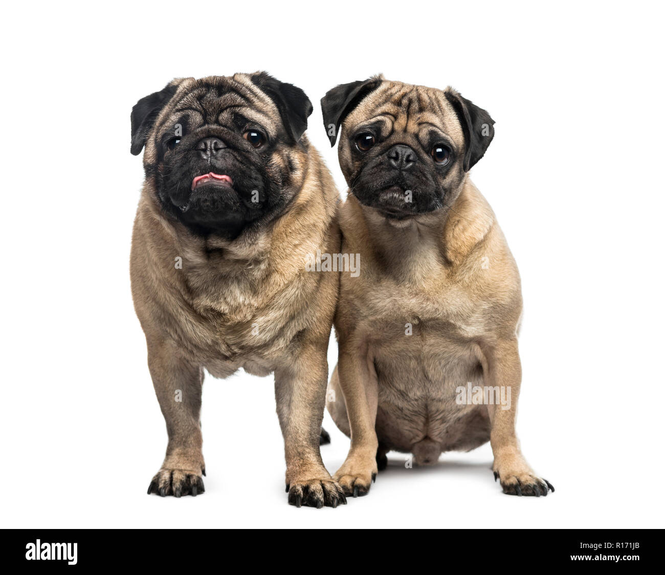 Purebred pugs hi-res stock photography and images - Alamy