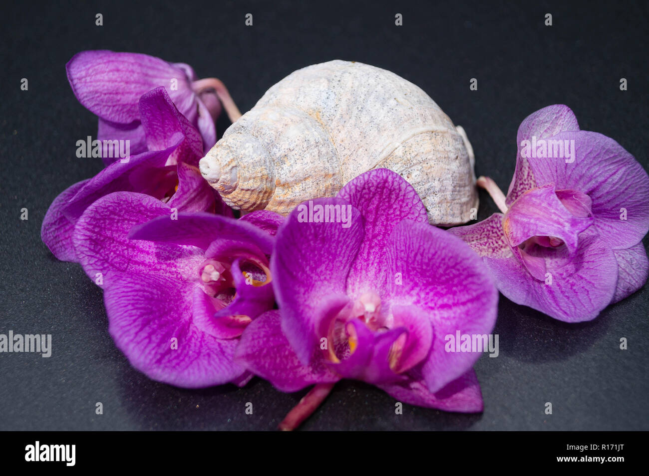 Ochids and seashells Stock Photo - Alamy