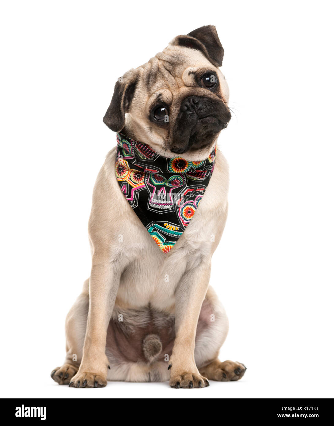 Pug sitting and wearing a scarf in front of a white background Stock ...