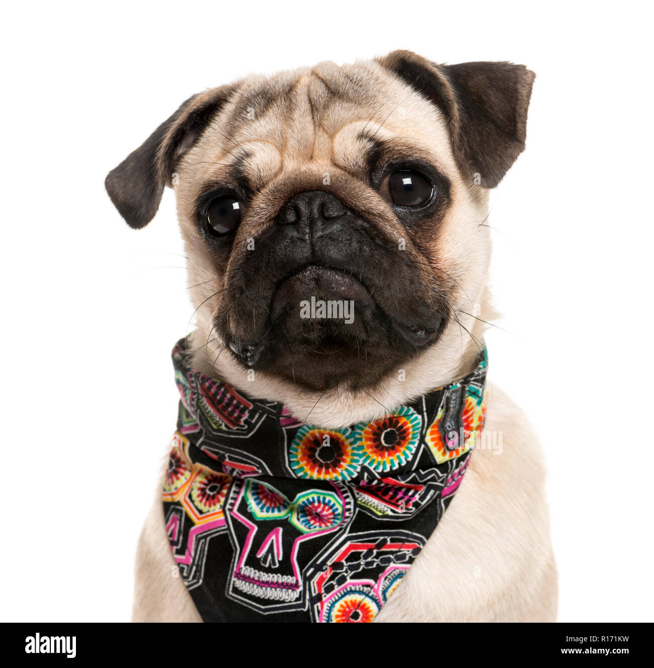Head shot scarf hi-res stock photography and images - Alamy