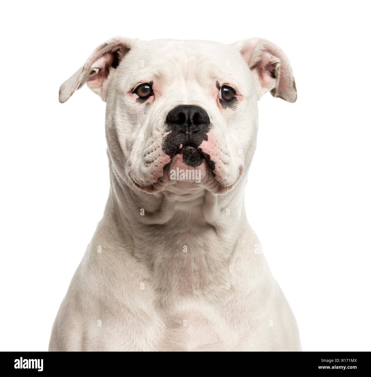 American Bulldog Head High Resolution Stock Photography and Images - Alamy