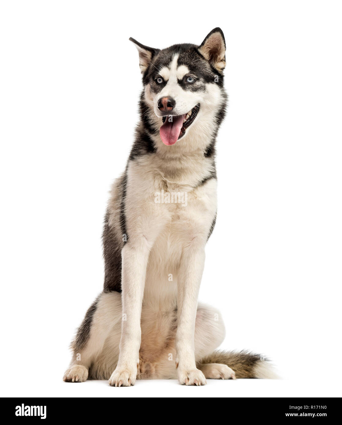 Siberian Husky sitting in front of a white background Stock Photo - Alamy