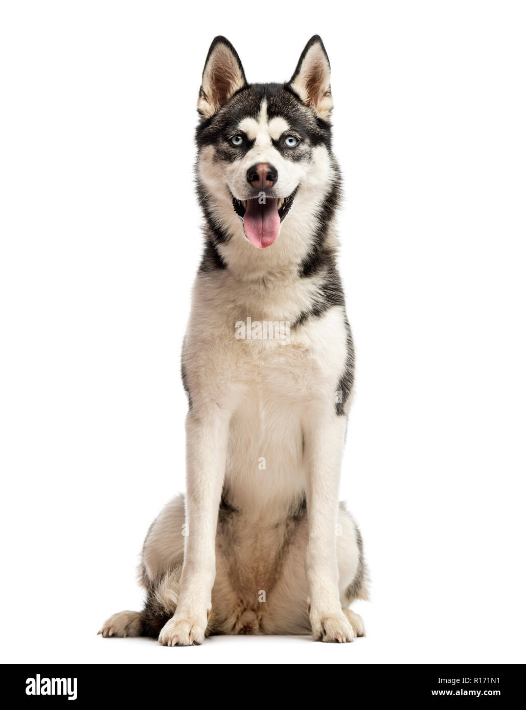 Siberian Husky sitting in front of a white background Stock Photo - Alamy