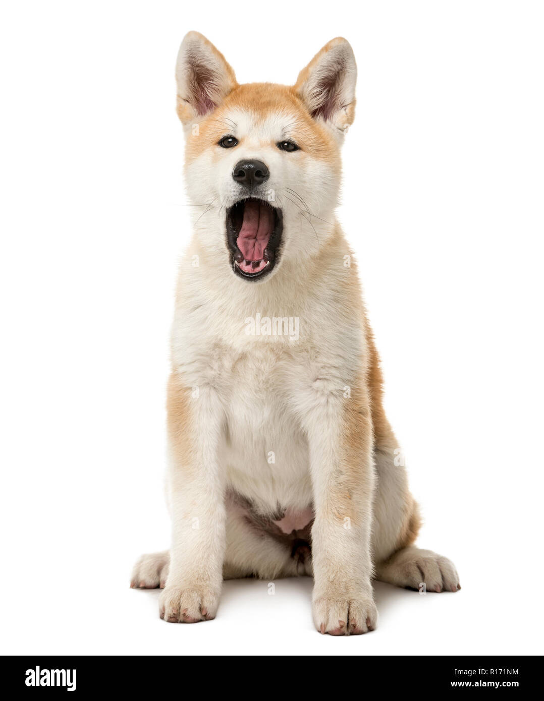 Akita Inu sitting and yawning in front of a white background Stock ...