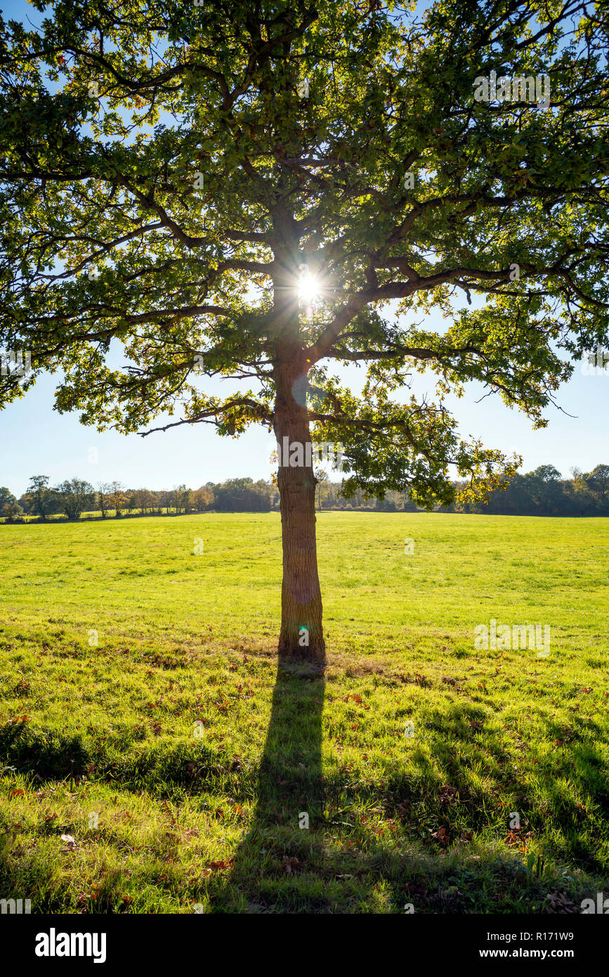 Hundred acre wood hi-res stock photography and images - Alamy