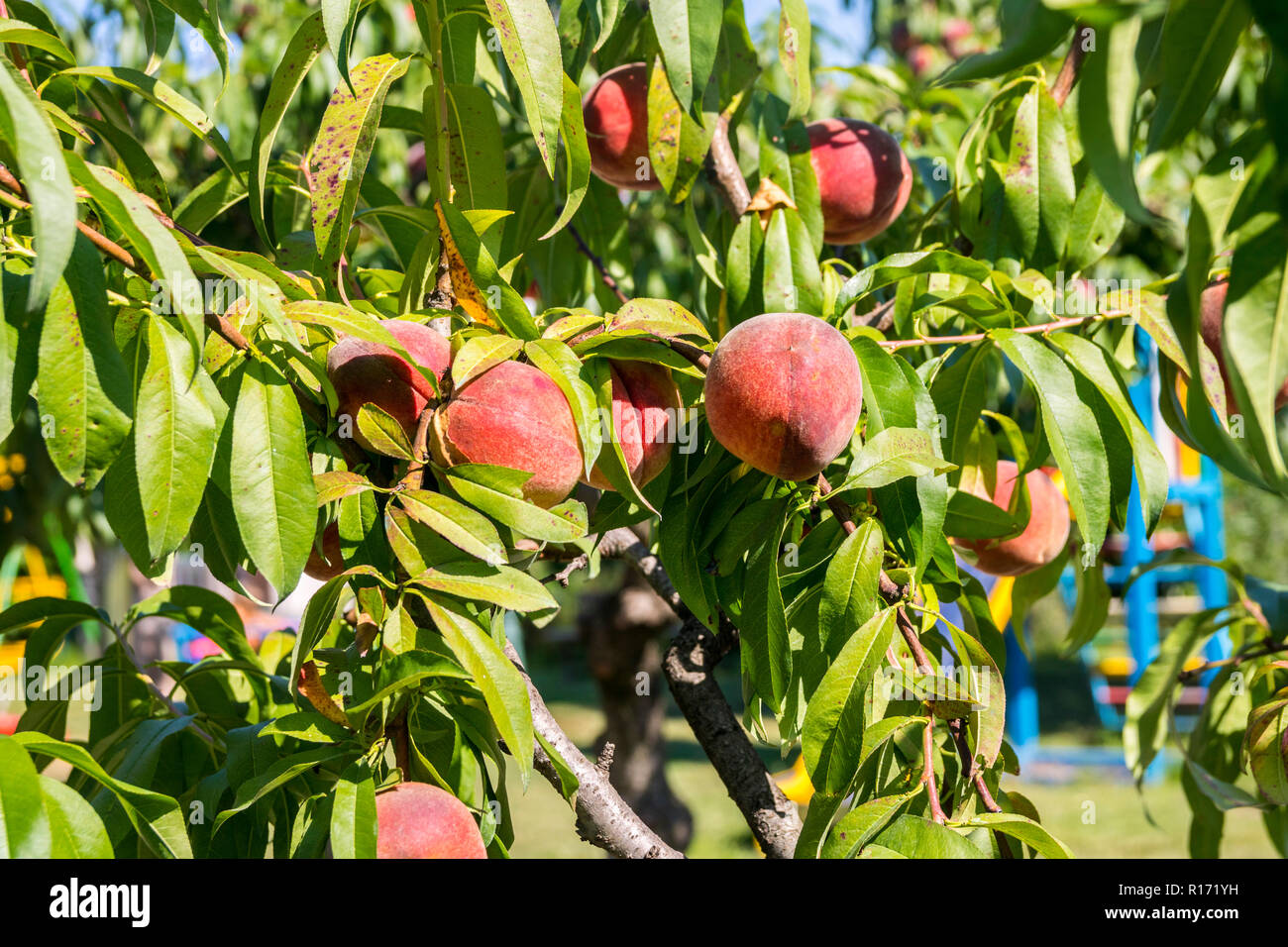 Organic Peach tree, low hanging fruit, fresh peach tree, peaches hang ...