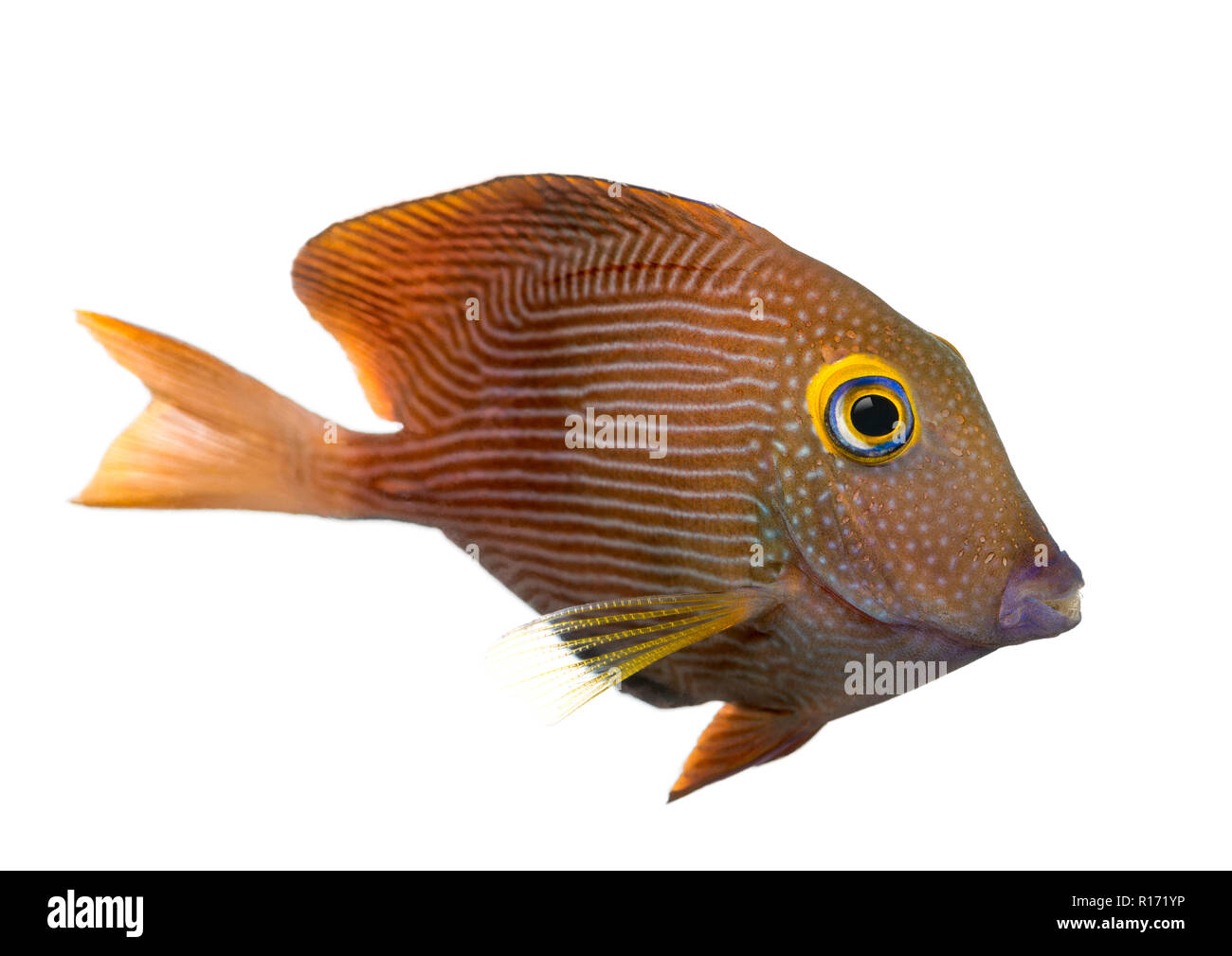 Spotted tang hi-res stock photography and images - Alamy