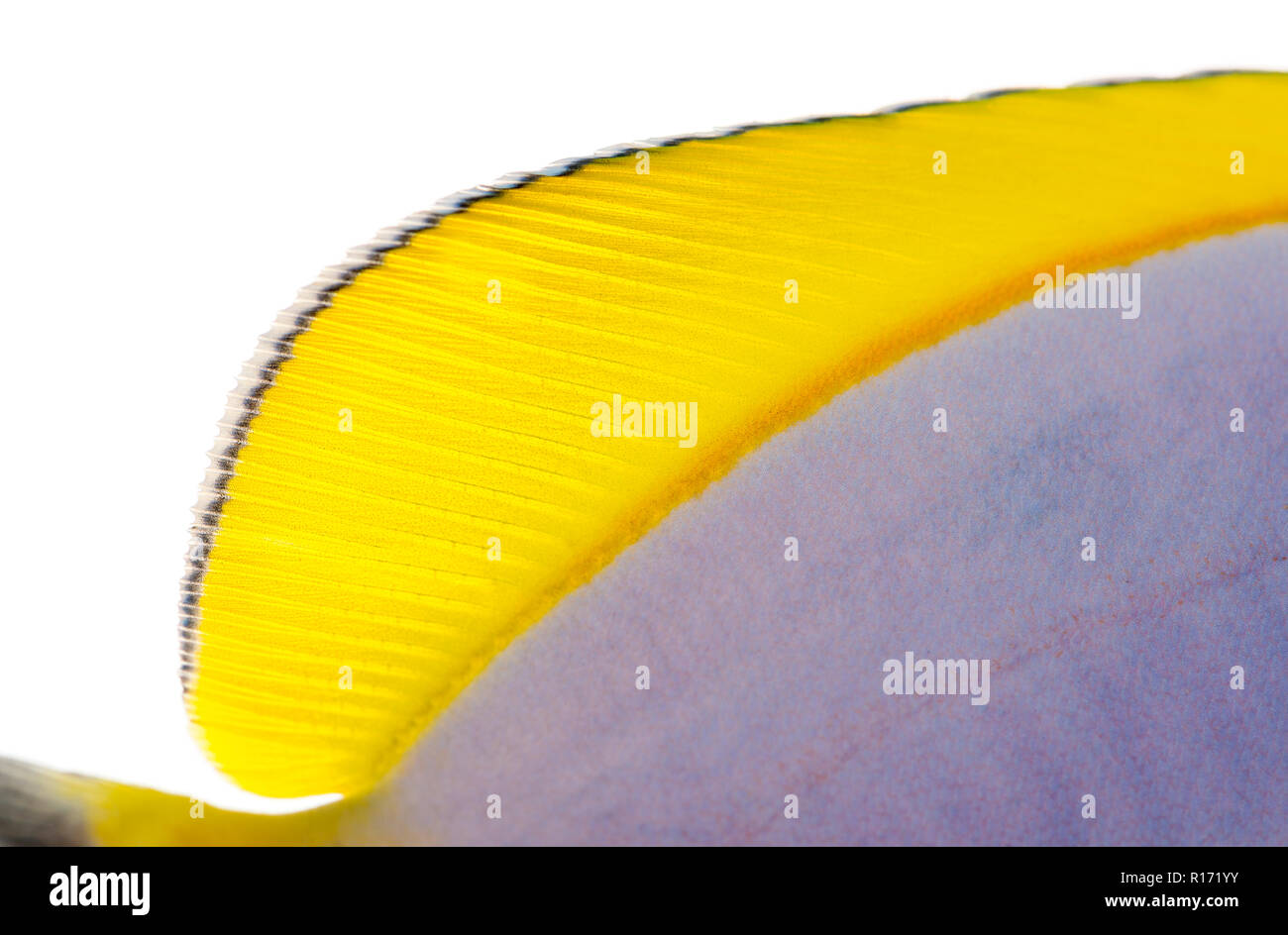 Close-up of a Powder blue tang's dorsal fin, Acanthurus leucosternon ...